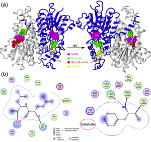 魔德科技案例：同源建模方法研究HSD11B2蛋白的基因型-结构-表型的相关性 - 四川魔德科技有限公司